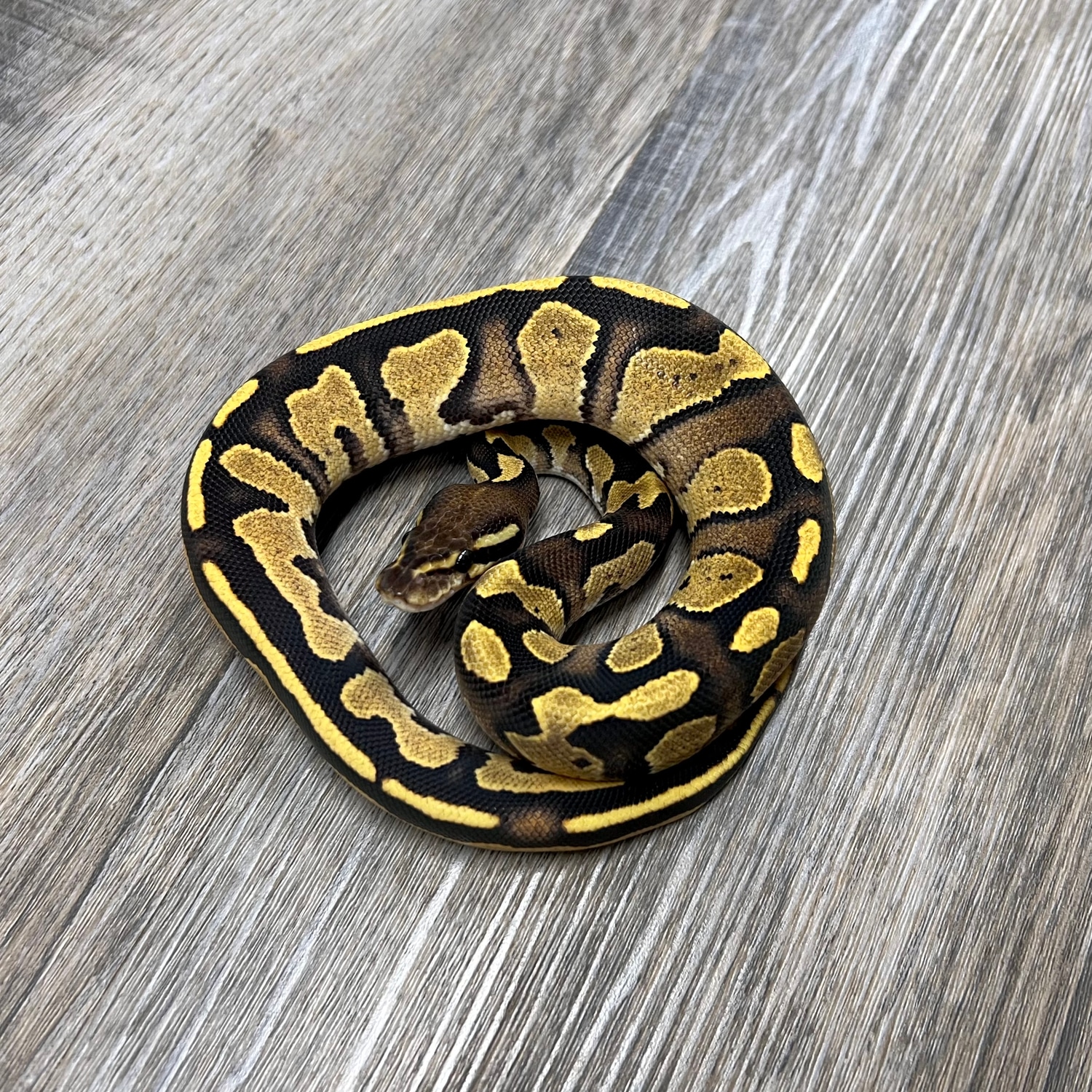 Blackhead Fire/Vanilla 100% Het Hypo Ball Python by Superior Scales ...