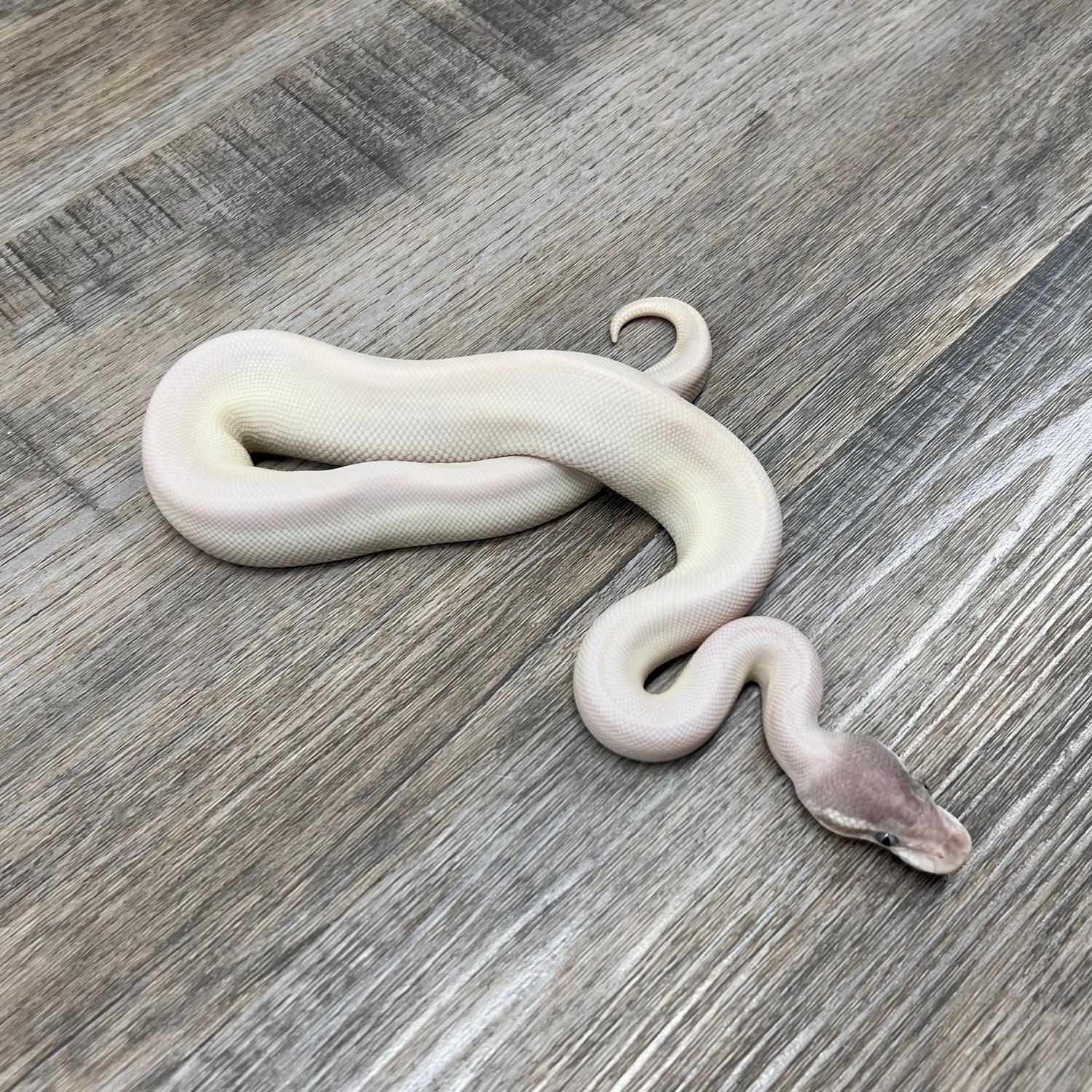 Super Mojave Ball Python by Superior Scales Reptiles, LLC - MorphMarket