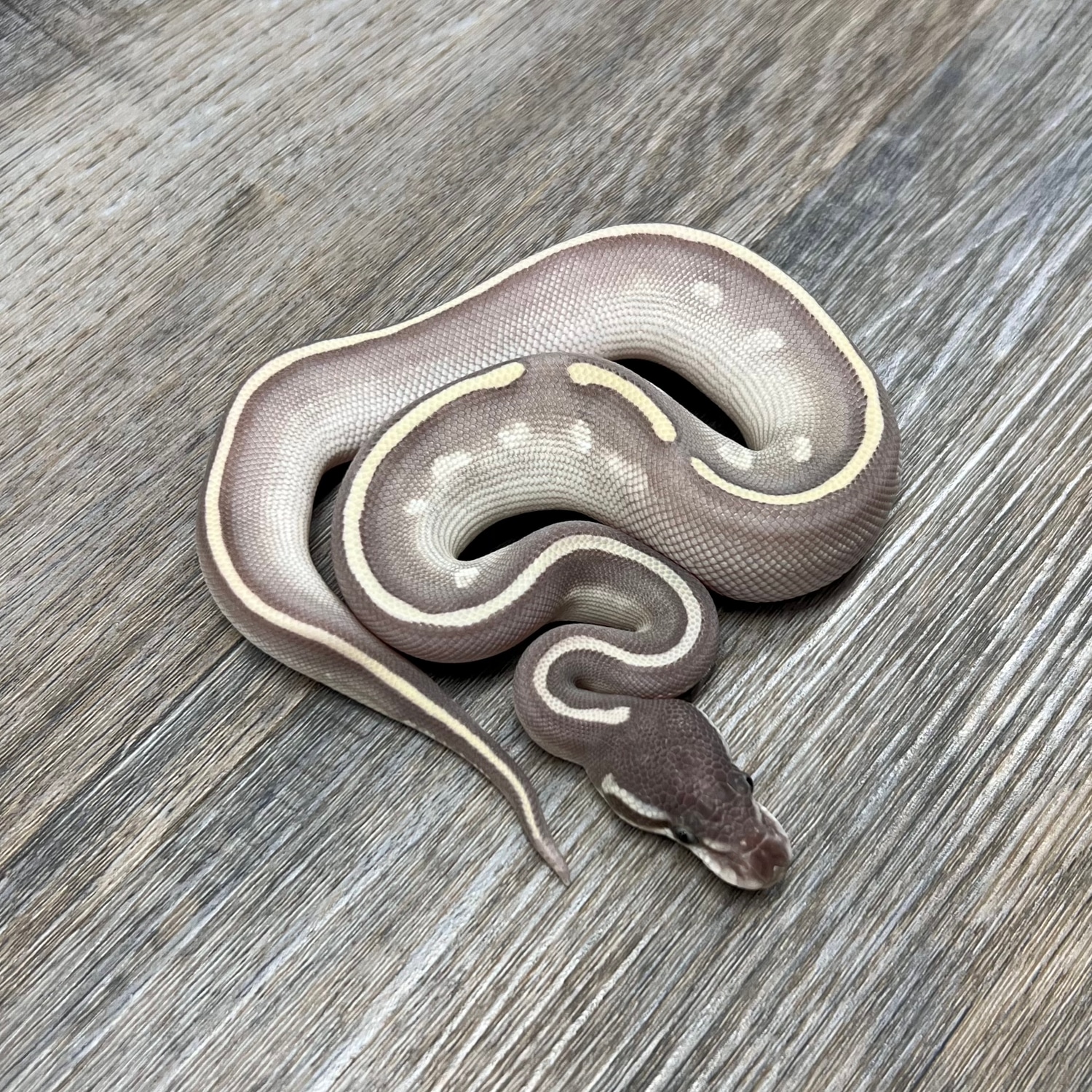 Mystic Potion Ball Python by Superior Scales Reptiles - MorphMarket
