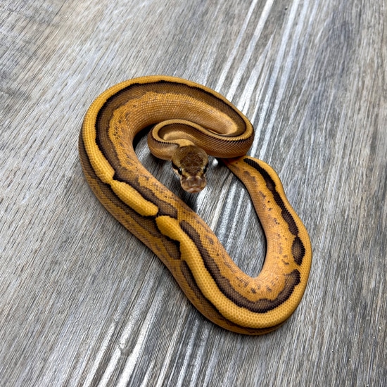 Black Pastel Leopard (Pos. Phantom) Superstripe Ball Python by Superior ...