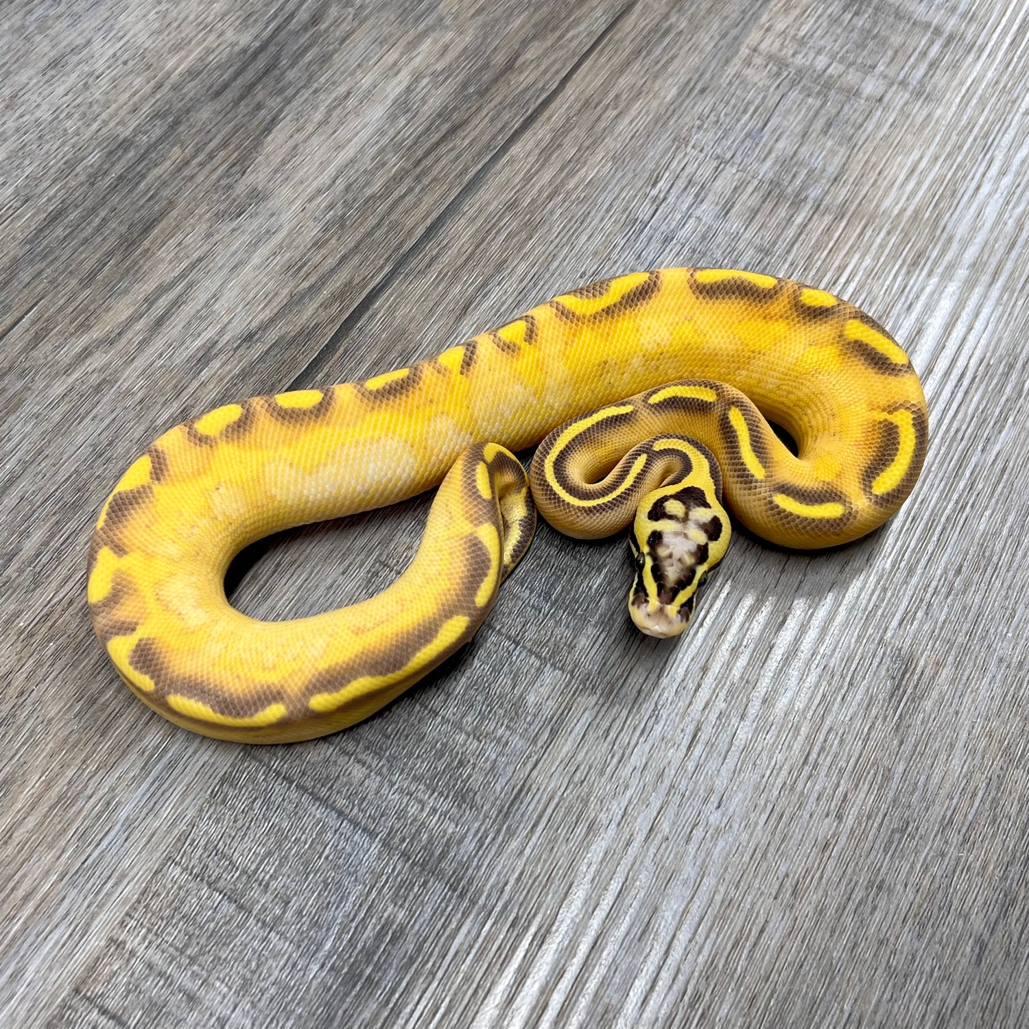 Pastel Enchi Freeway FREE SHIPPING Ball Python By Superior Scales pastel-enchi-freeway-free-shipping-ball-python-by-superior-scales