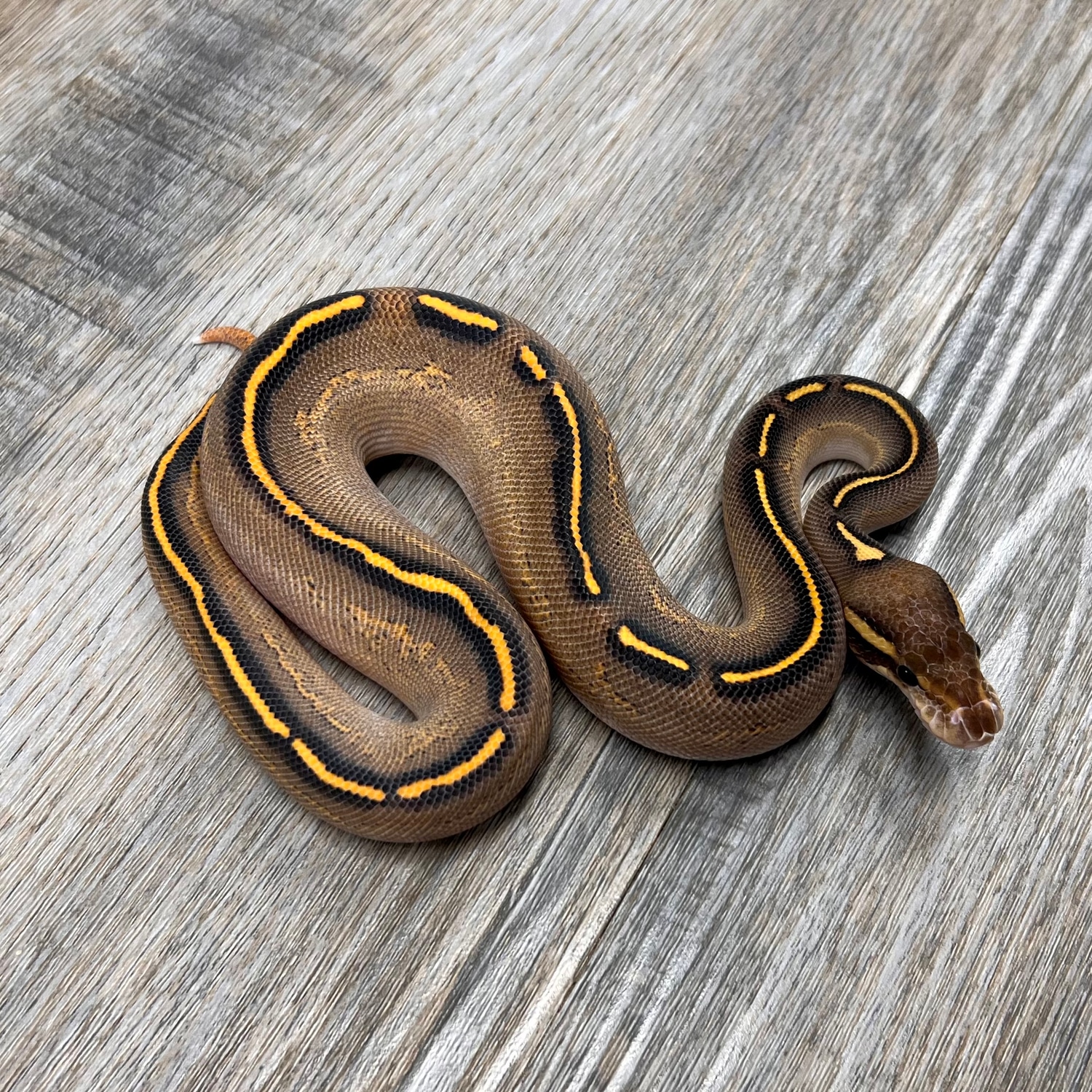 Black Pastel Freeway Ball Python by Superior Scales Reptiles - MorphMarket