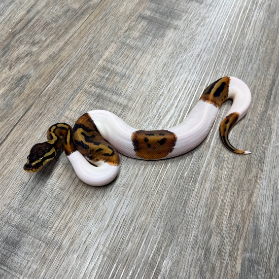Pied #2 Ball Python by Superior Scales Reptiles, LLC