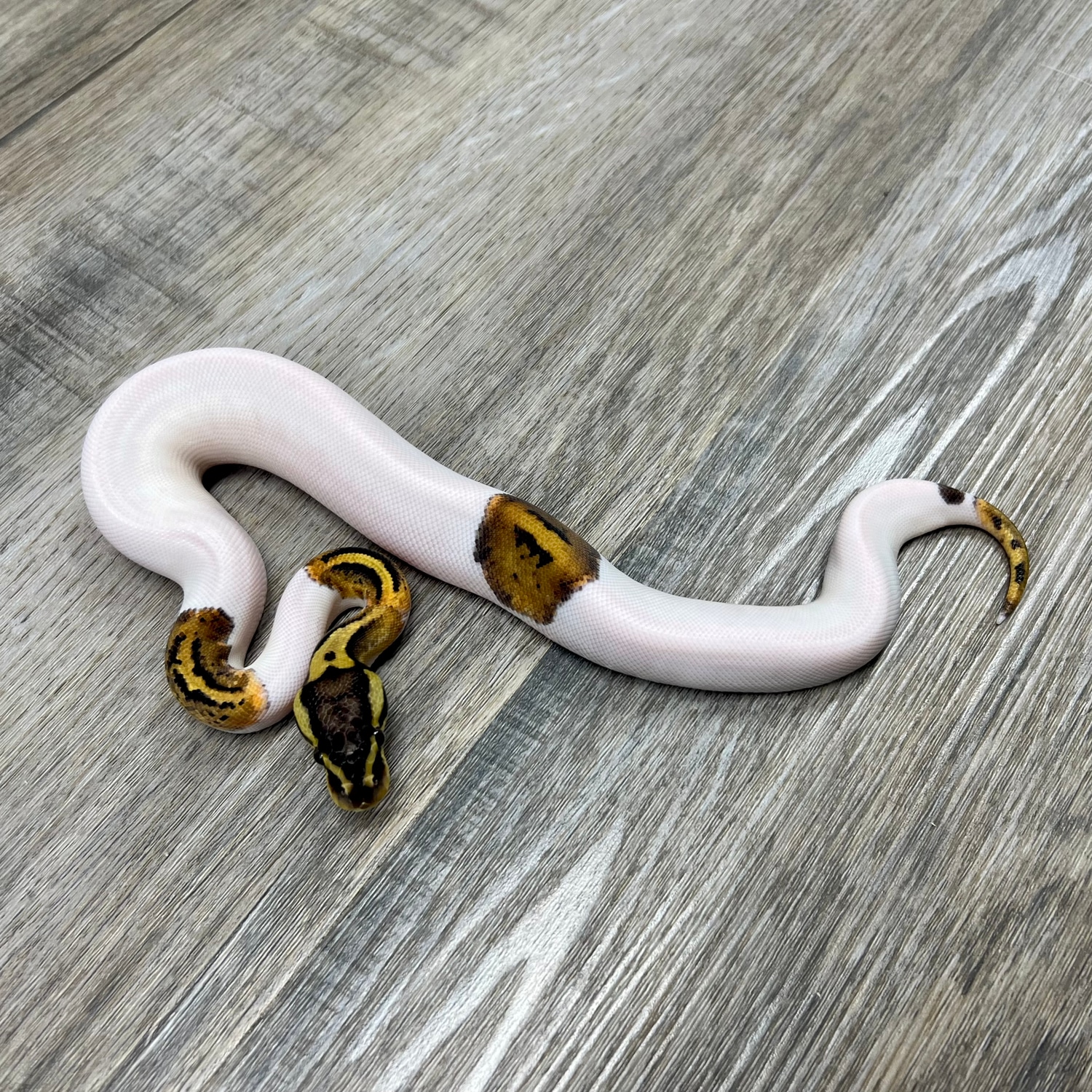 Pastel Pied Ball Python by Superior Scales Reptiles - MorphMarket