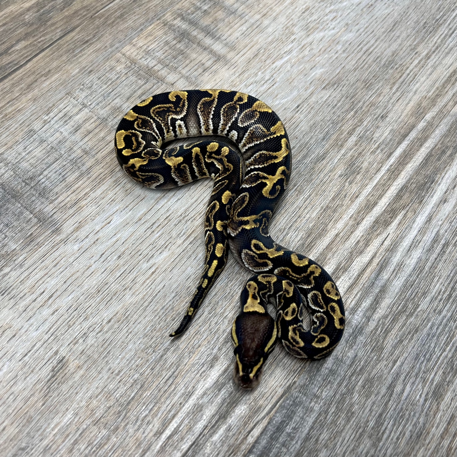 GHI 100% Het Clown Ball Python by Superior Scales Reptiles, LLC ...