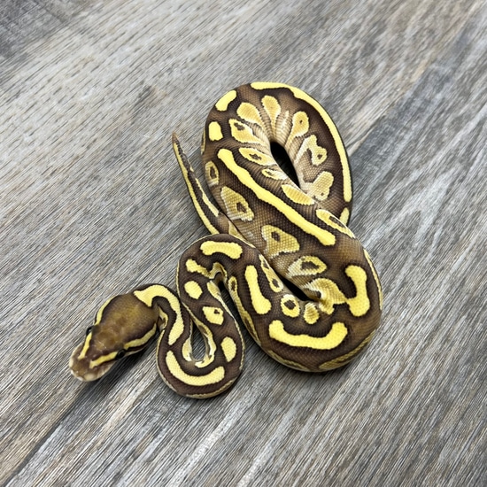 Lesser 100% Het Clown Ball Python by Superior Scales Reptiles, LLC