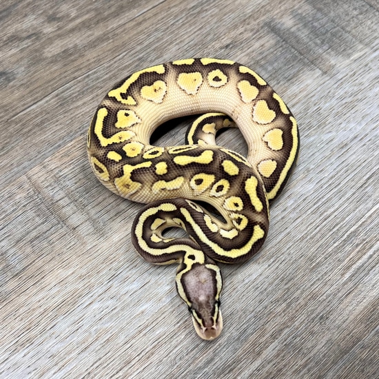 Lesser Pastel 100% Het Clown Ball Python by Superior Scales Reptiles, LLC