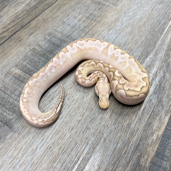 Bamboo Firefly Sugar 100% Het Clown Ball Python by Superior Scales ...