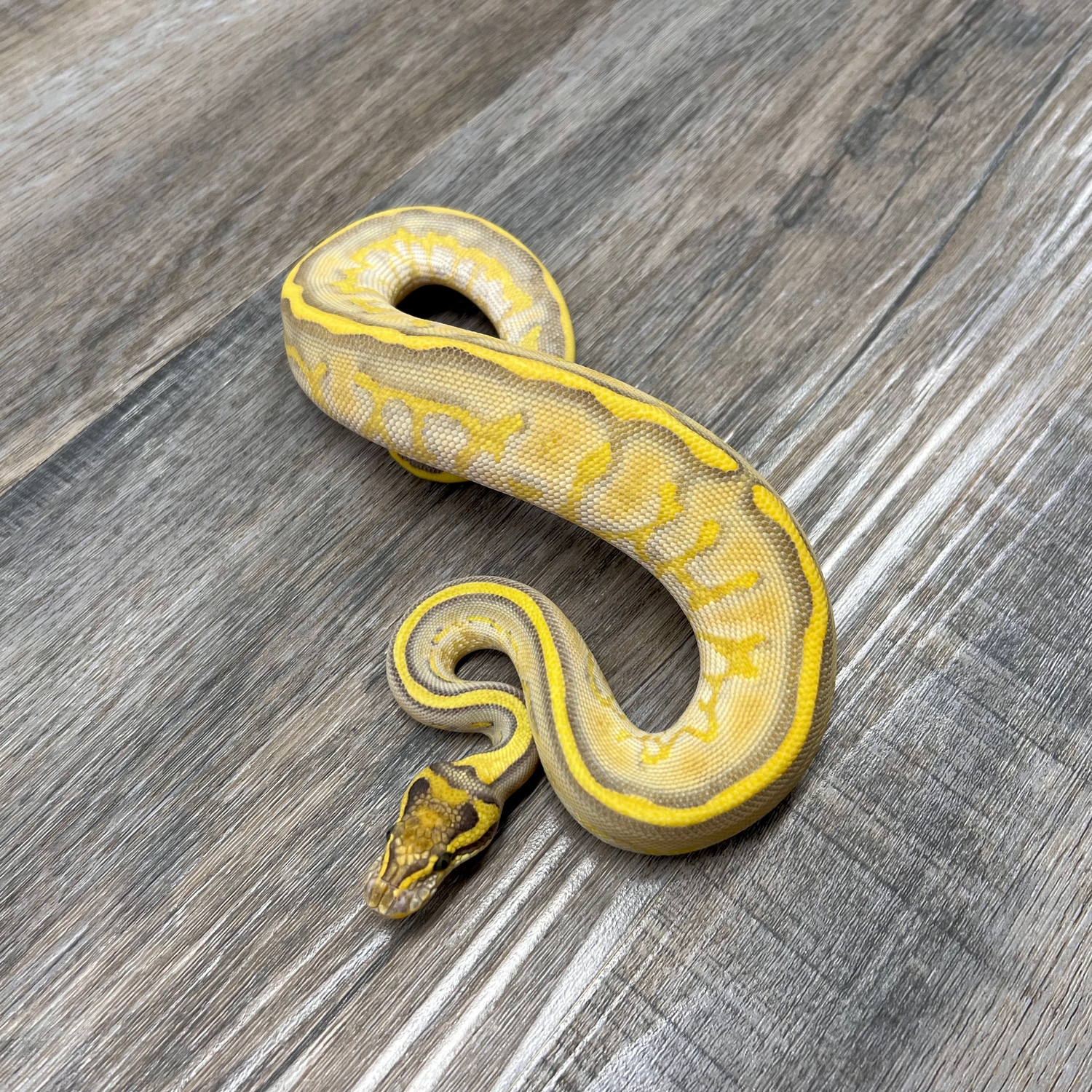 Leopard Enchi Butter Highway/Super Gravel Ball Python by Superior ...