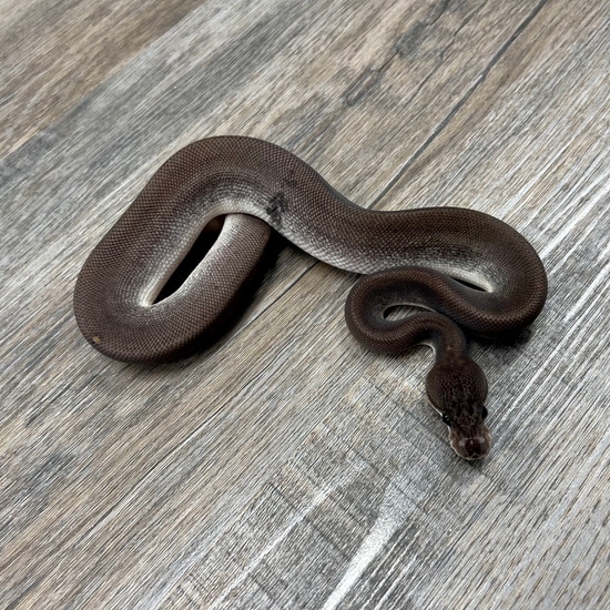 Super Cinnamon (Pos. Yellowbelly) Ball Python by Superior Scales ...