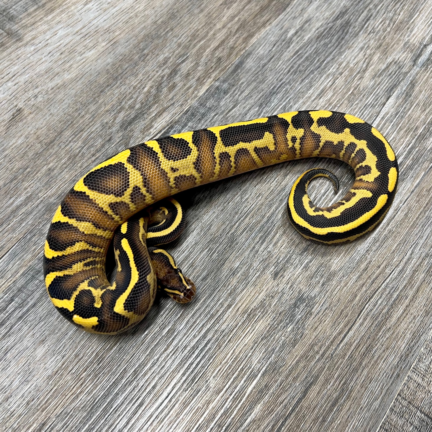 Leopard Freeway Ball Python by Superior Scales Reptiles, LLC - MorphMarket