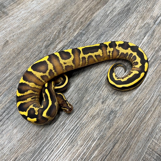 Leopard Freeway Ball Python by Superior Scales Reptiles, LLC