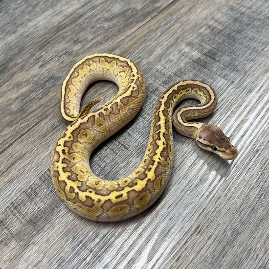 Gravel Pastel KingPin Ball Python by Superior Scales Reptiles, LLC