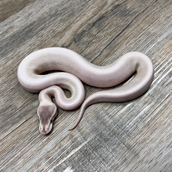 GHI Mystic Potion Ball Python by Superior Scales Reptiles, LLC