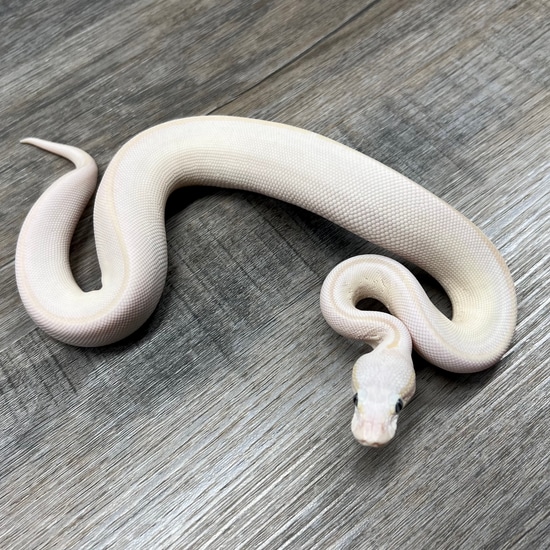 Mystic Lesser (BEL) Ball Python by Superior Scales Reptiles, LLC
