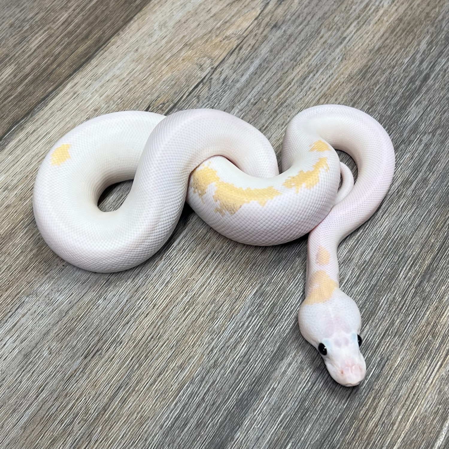Super Fire 100% Het Hypo (FREE SHIPPING!!) Ball Python by Superior ...