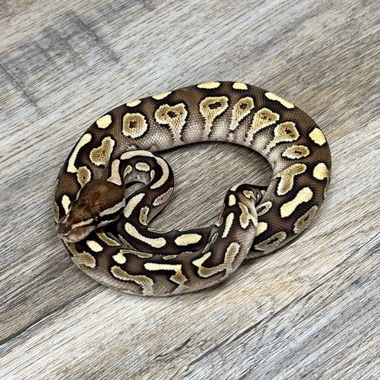 Gravel Butter (FREE SHIPPING!!) Ball Python by Superior Scales Reptiles ...