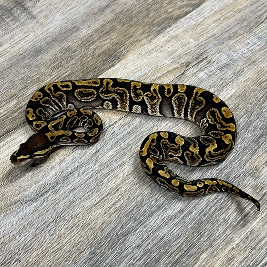 GHI 100% Het Clown Ball Python by Superior Scales Reptiles, LLC
