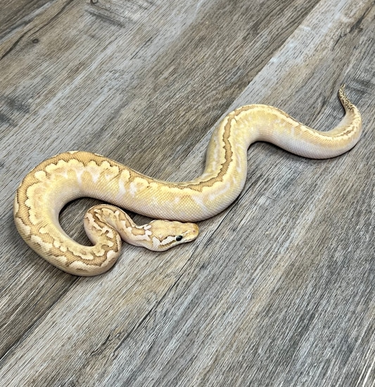 Bamboo Firefly Pinstripe Sugar 100% Het Clown (FREE SHIPPING!!) Ball ...