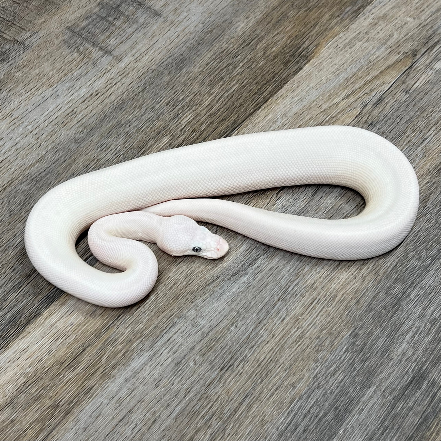 Mojave Lesser (BEL) Ball Python by Superior Scales Reptiles - MorphMarket