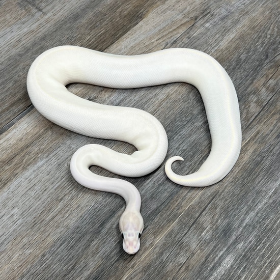 Banana Ivory (FREE SHIPPING!!) Ball Python by Superior Scales Reptiles, LLC