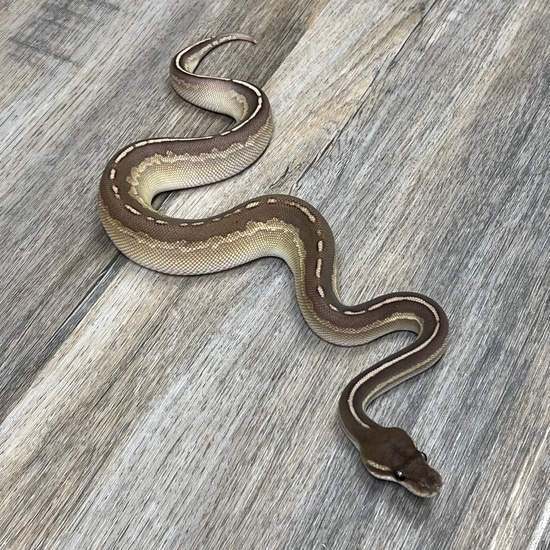 Blackhead Cinnamon Lesser Ringer Gene Yellowbelly (FREE SHIPPING ...