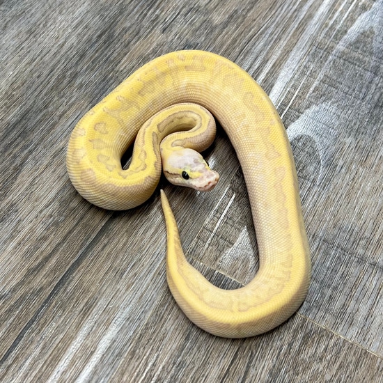 Asphalt Firefly Pinstripe Enchi Lesser (FREE SHIPPING!!) Ball Python by ...