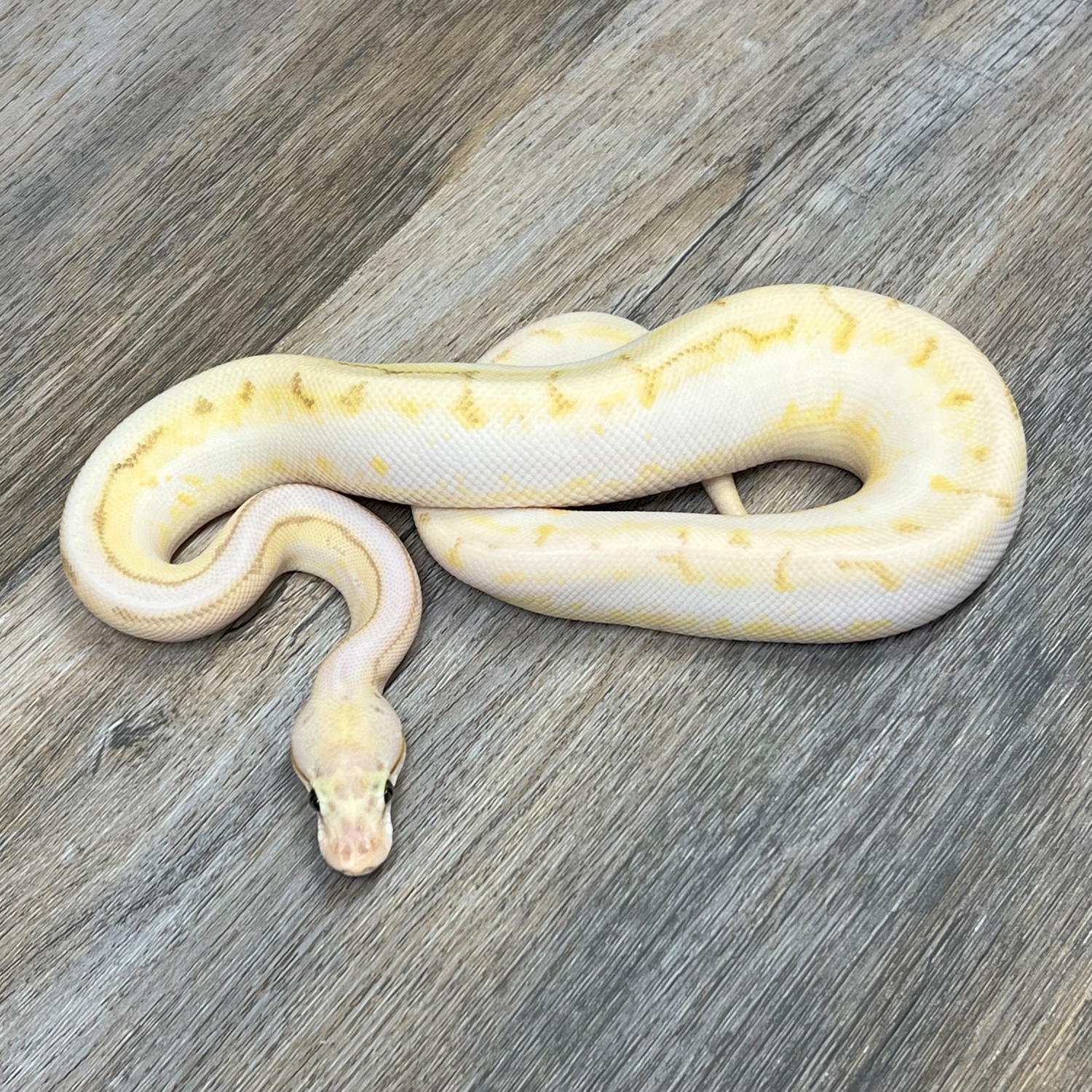 Asphalt SpinnerBlast Nuclear Calico (FREE SHIPPING!!) Ball Python by ...