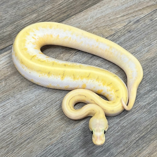 Asphalt Enchi Superfly Spinner Calico (FREE SHIPPING!!) Ball Python by Superior Scales Reptiles, LLC