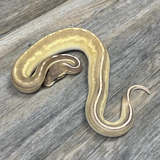 Blackhead Nuclear Cinnamon Ringer Gene Yellowbelly (FREE SHIPPING ...