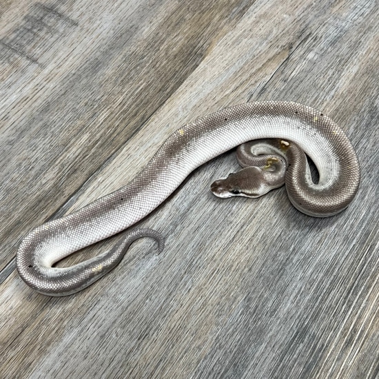 Super Cinnamon Lesser Yellowbelly Ball Python by Superior Scales ...