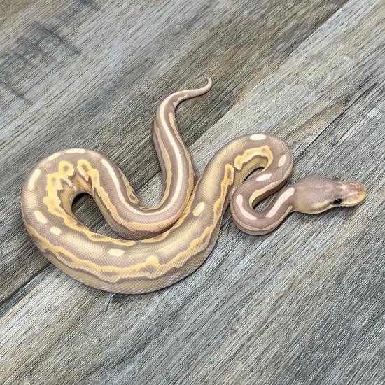 Banana Black Pastel Mojave Ball Python by Superior Scales Reptiles, LLC