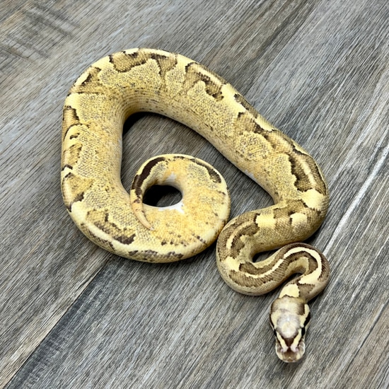 Vanilla Cream Calico 100% Het Hypo Ball Python by Superior Scales ...
