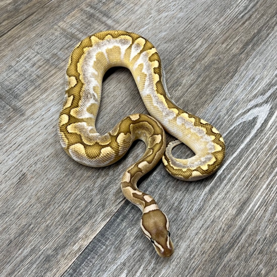 Bamboo Sugar 100% Het Clown Ball Python by Superior Scales Reptiles, LLC