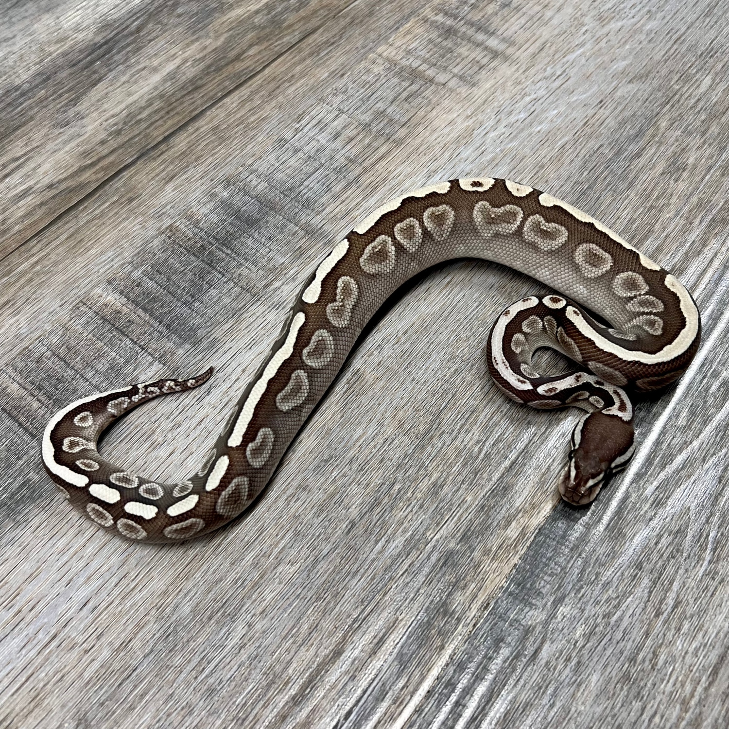 GHI Lesser 100% Het Clown Ball Python by Superior Scales Reptiles, LLC ...
