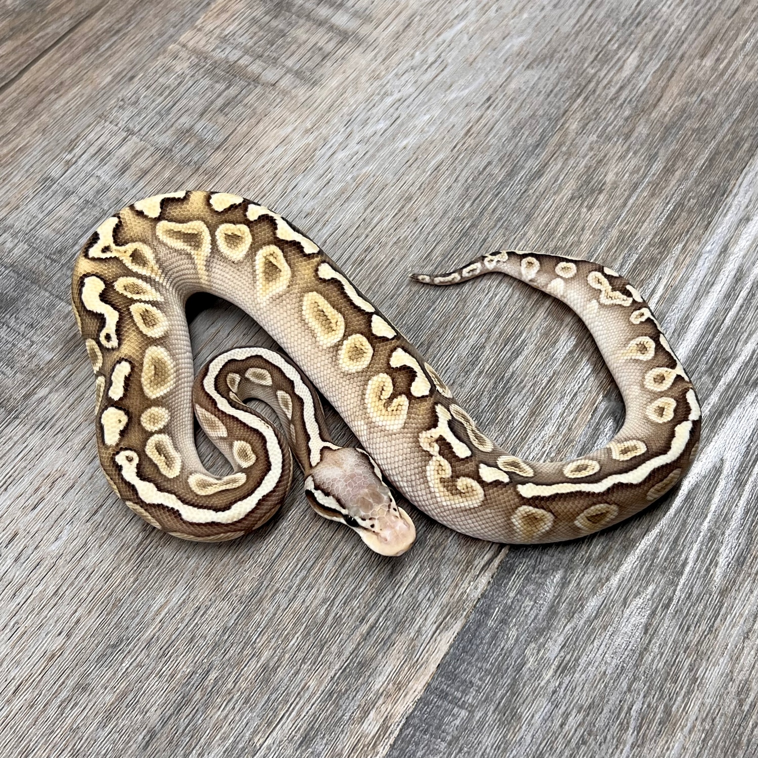 GHI Lesser Pastel 100% Het Clown Ball Python by Superior Scales ...