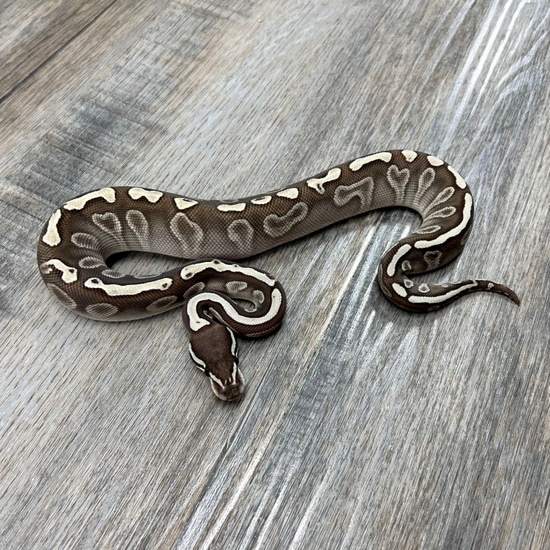 GHI Lesser 100% Het Clown Ball Python by Superior Scales Reptiles, LLC