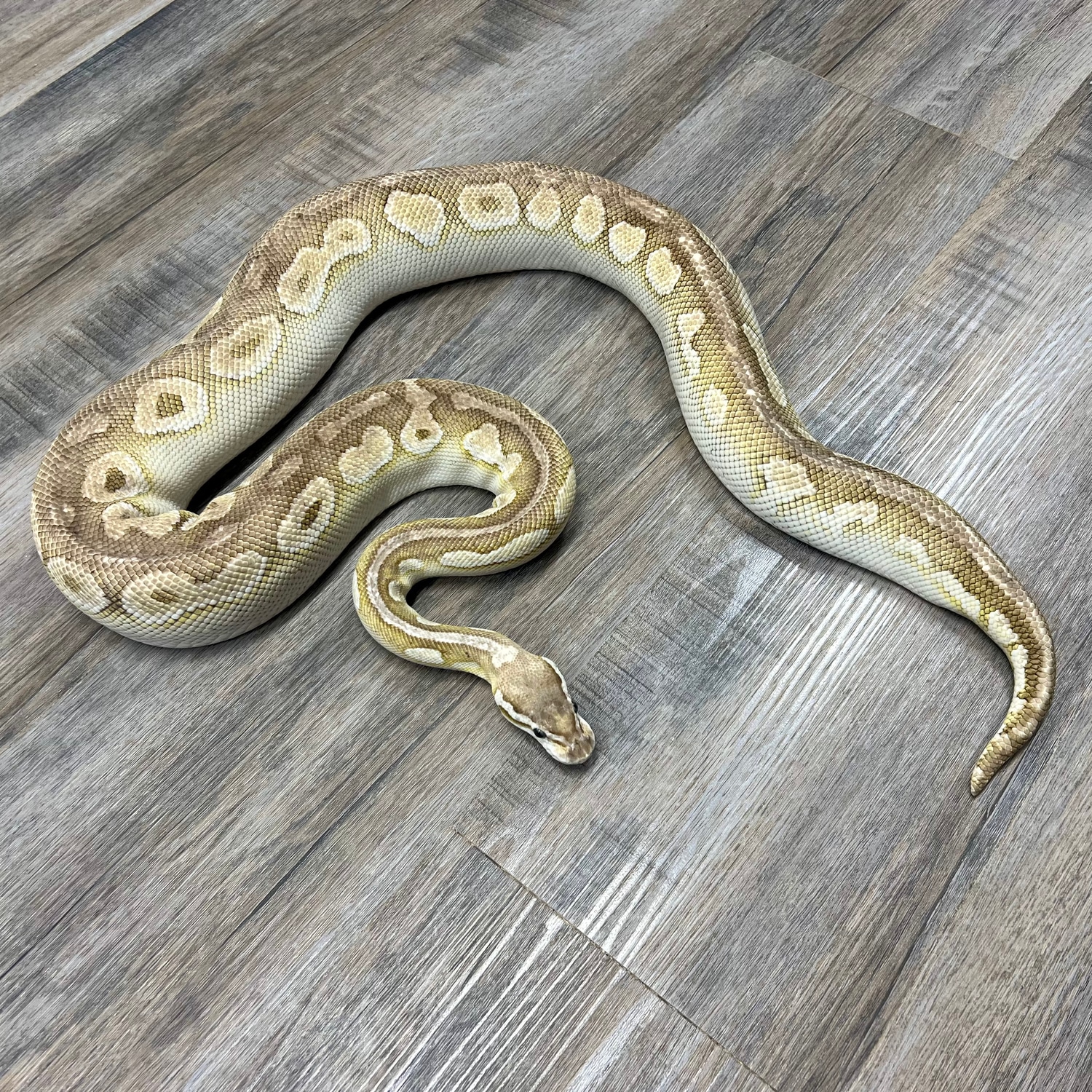 Butter Pewter Fire 100% Het Clown Ball Python by Superior Scales ...