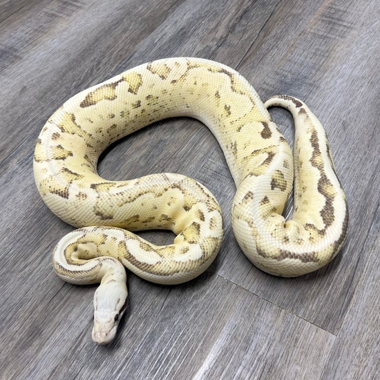 Vanilla Scream Yellowbelly Ball Python by Superior Scales Reptiles, LLC