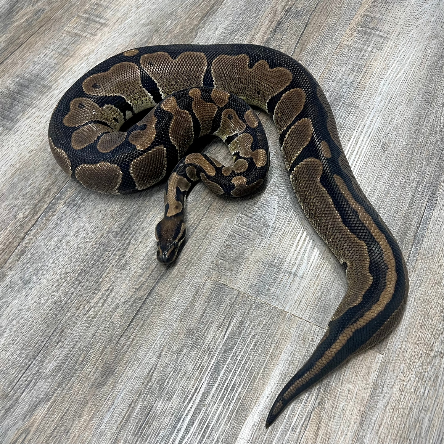 100% Double Het Albino Pied Ball Python by Superior Scales Reptiles ...
