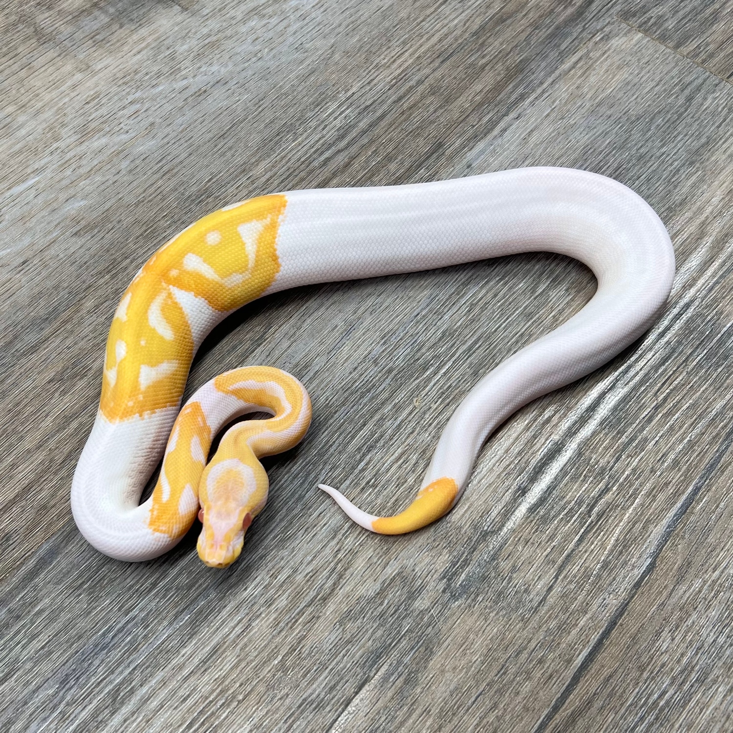 Albino Pied Ball Python by Superior Scales Reptiles, LLC - MorphMarket