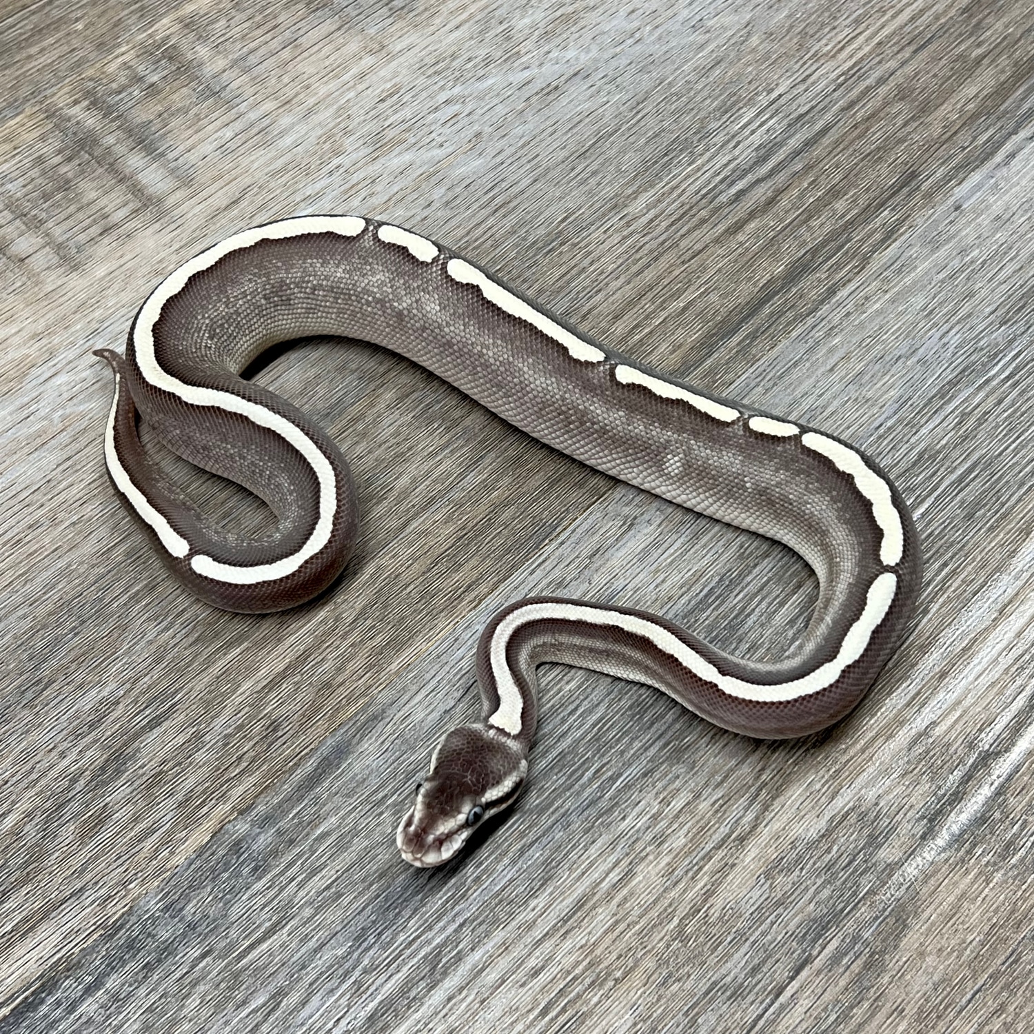 GHI Super Mystic Ball Python by Superior Scales Reptiles, LLC - MorphMarket