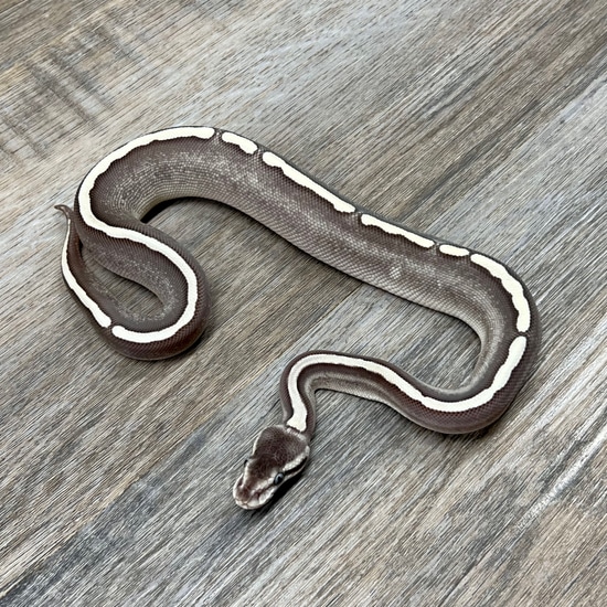 GHI Super Mystic Ball Python by Superior Scales Reptiles, LLC