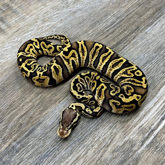 GHI Pastel 100% Het Clown (FREE SHIPPING!!) Ball Python by Superior ...