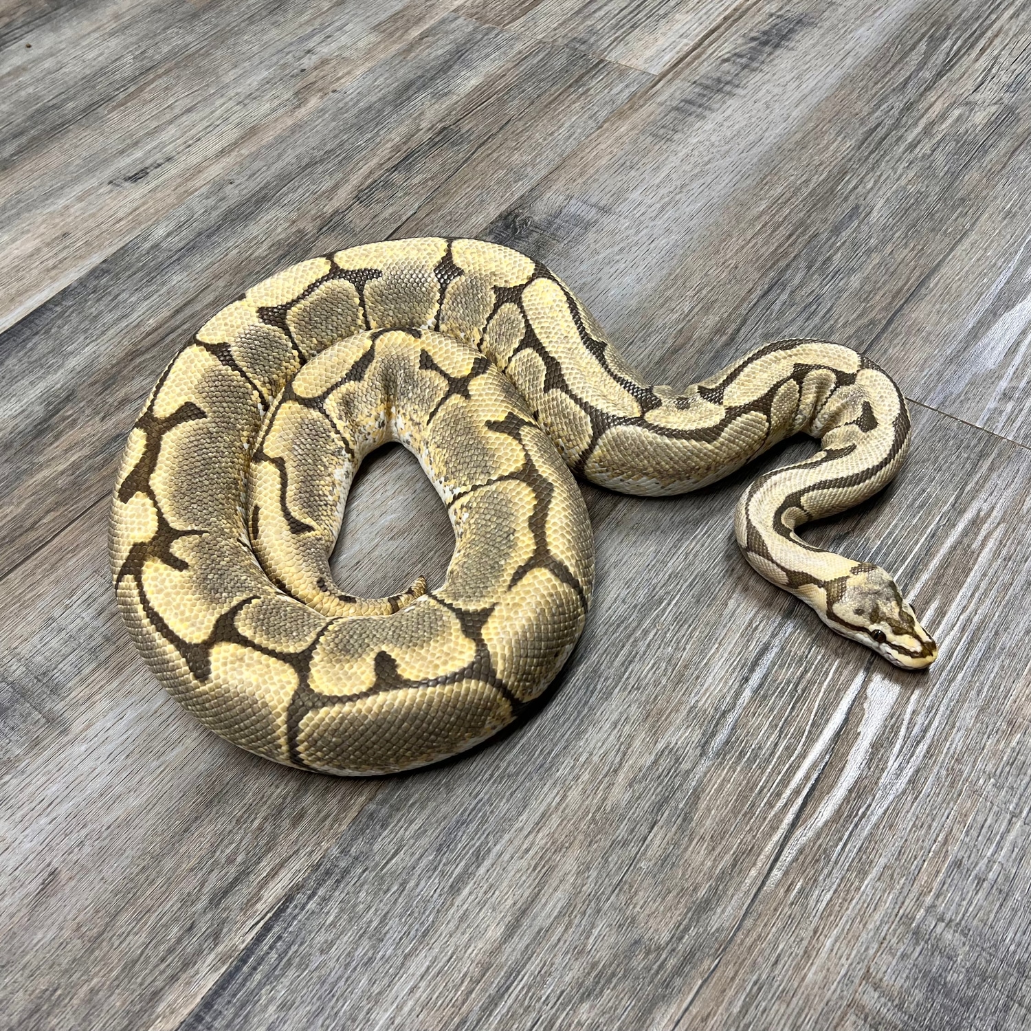 Vanilla Spider Hypo (FREE SHIPPING!!) Ball Python by Superior Scales ...