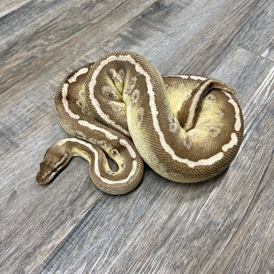 Pastel Lesser HGW (Pos. Yellowbelly) Ball Python by Superior Scales ...