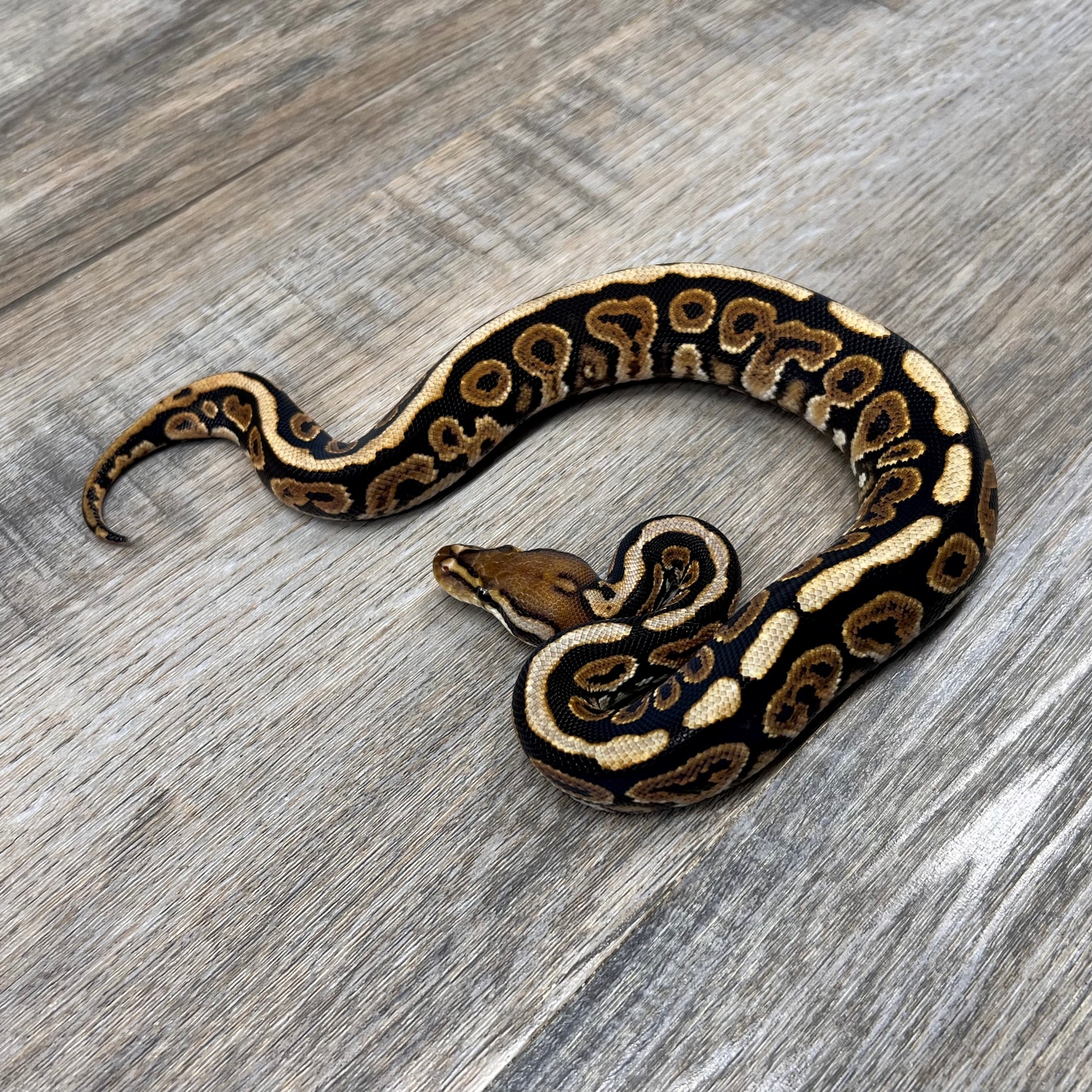 Black Pastel Spotnose 100% Het Clown Ball Python by Superior Scales ...