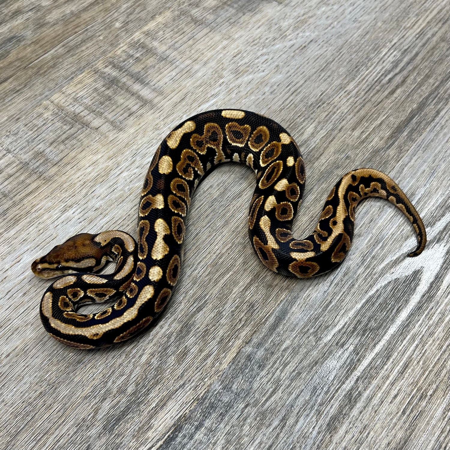 Cinnamon Spotnose 100% Het Clown Ball Python by Superior Scales ...