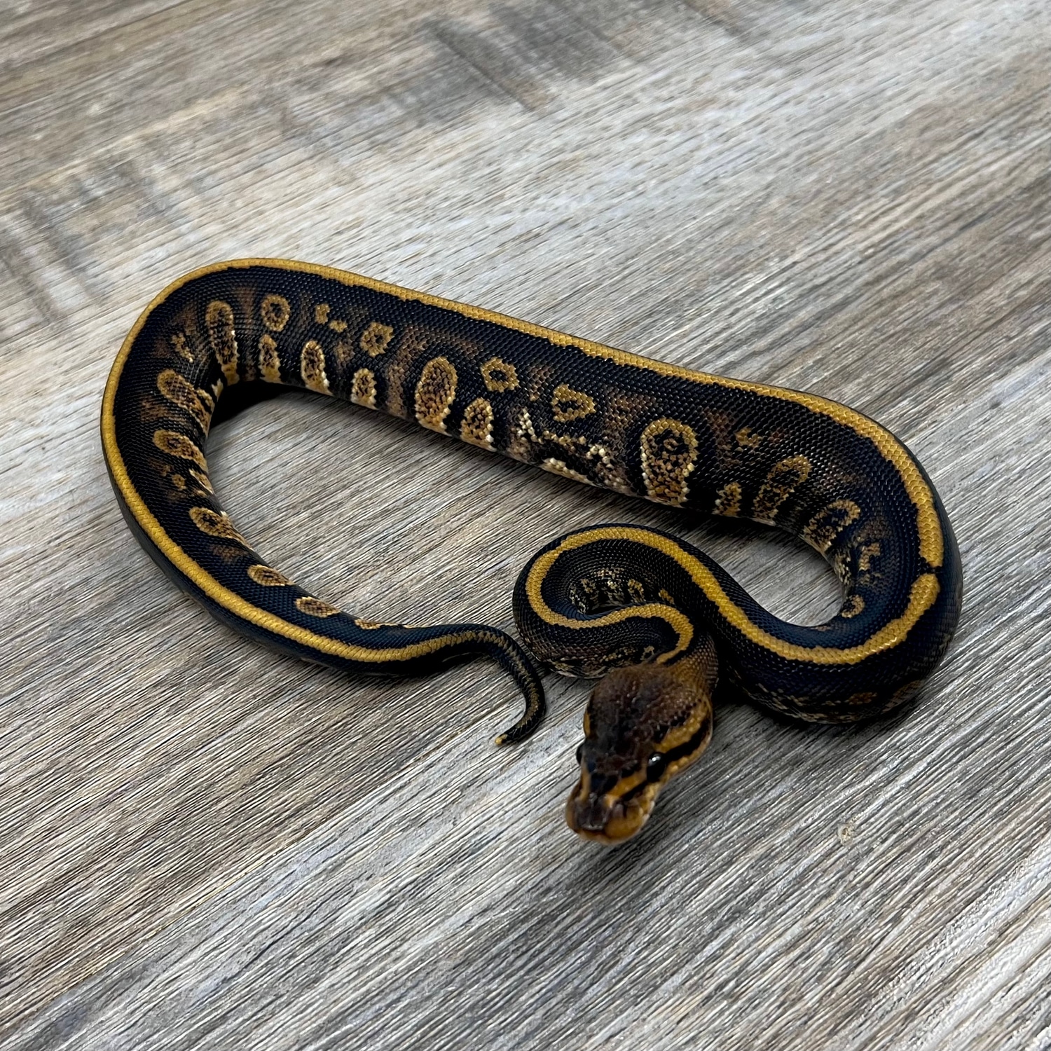 Stranger 66% Het Clown Ball Python by Superior Scales Reptiles, LLC ...
