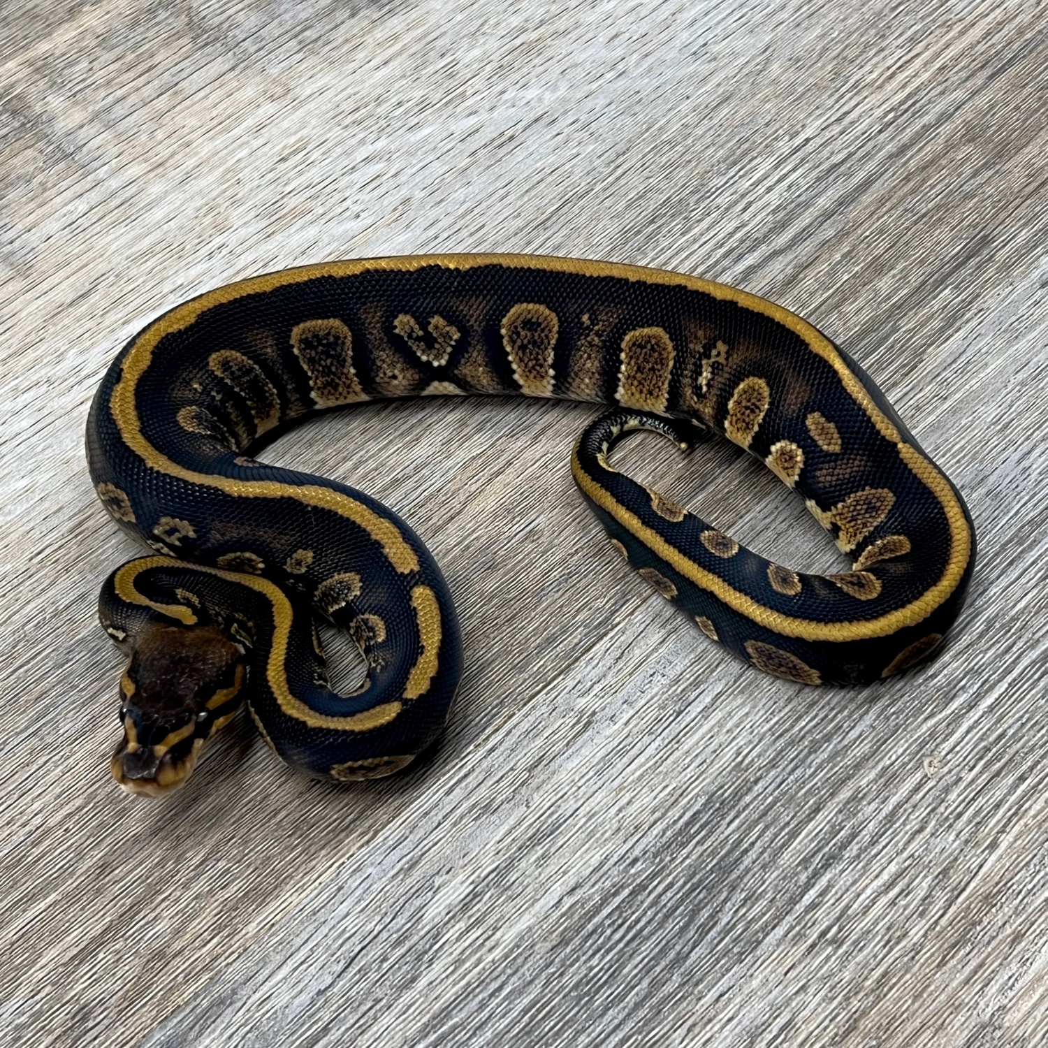 Stranger 100% Het Clown Ball Python by Superior Scales Reptiles ...